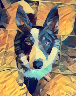The Doggo | Binance NFT